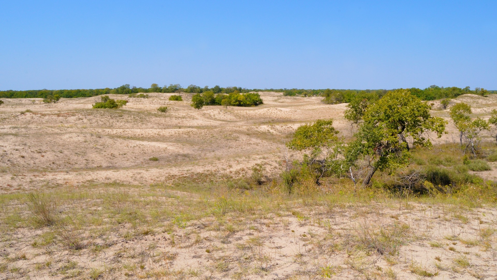 Trip to Letea Forest | Discover Danube Delta