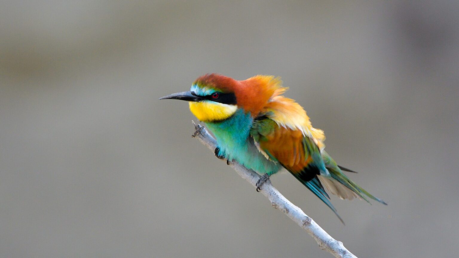 Discover Dobrudja | Discover Danube Delta