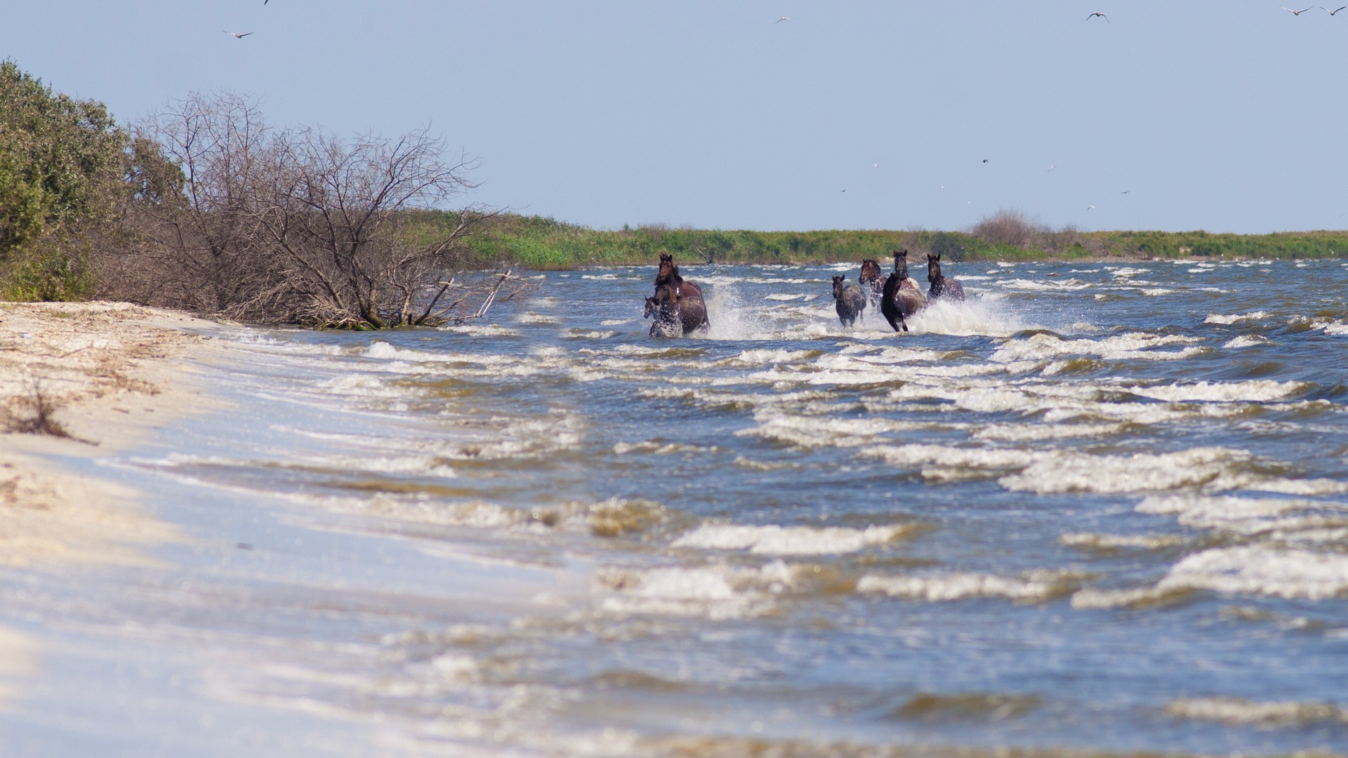 Wild Horses of the Danube Delta | Discover Danube Delta