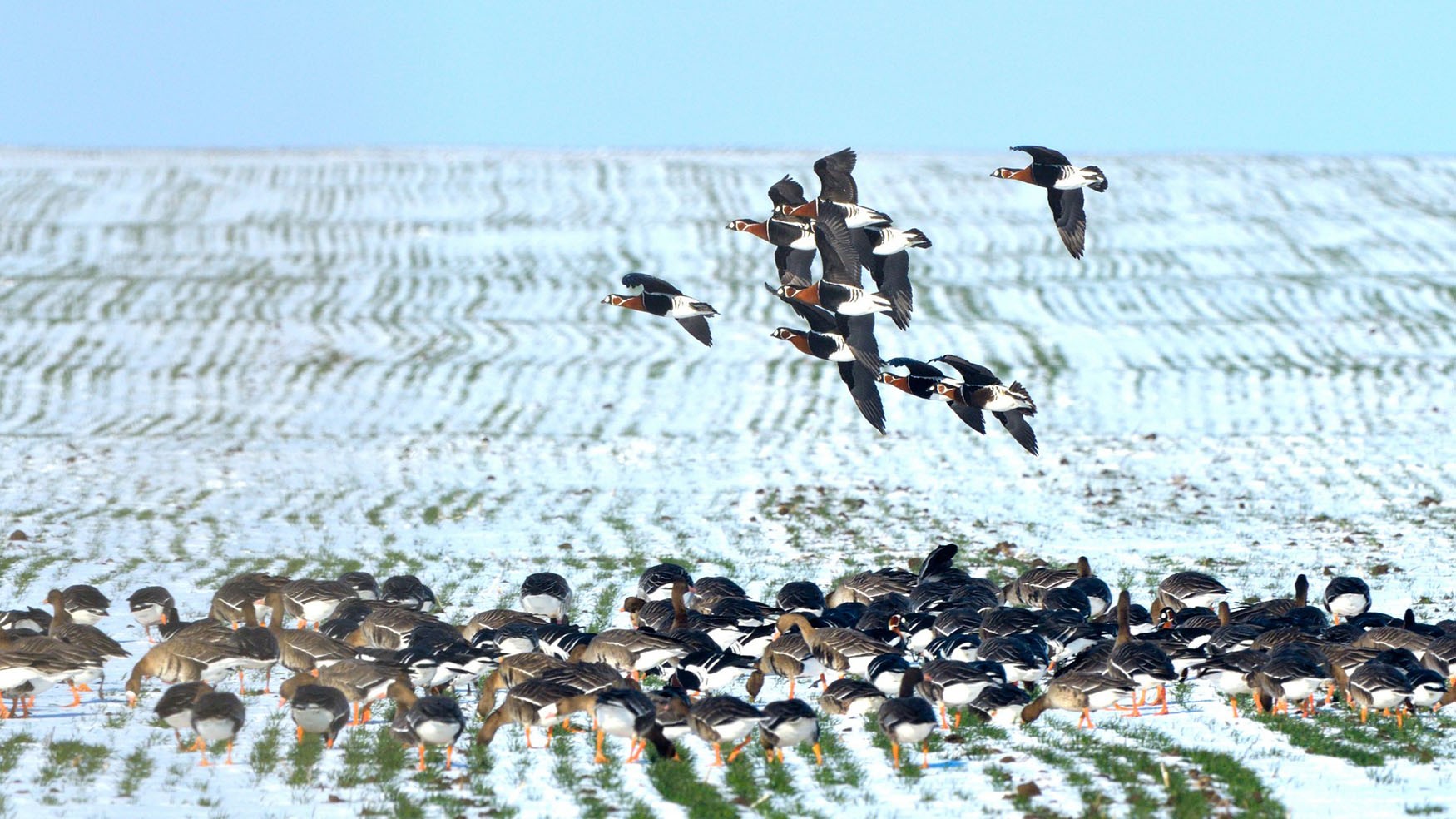 Winter Birding Day Trip in Dobrudja | Discover Danube Delta