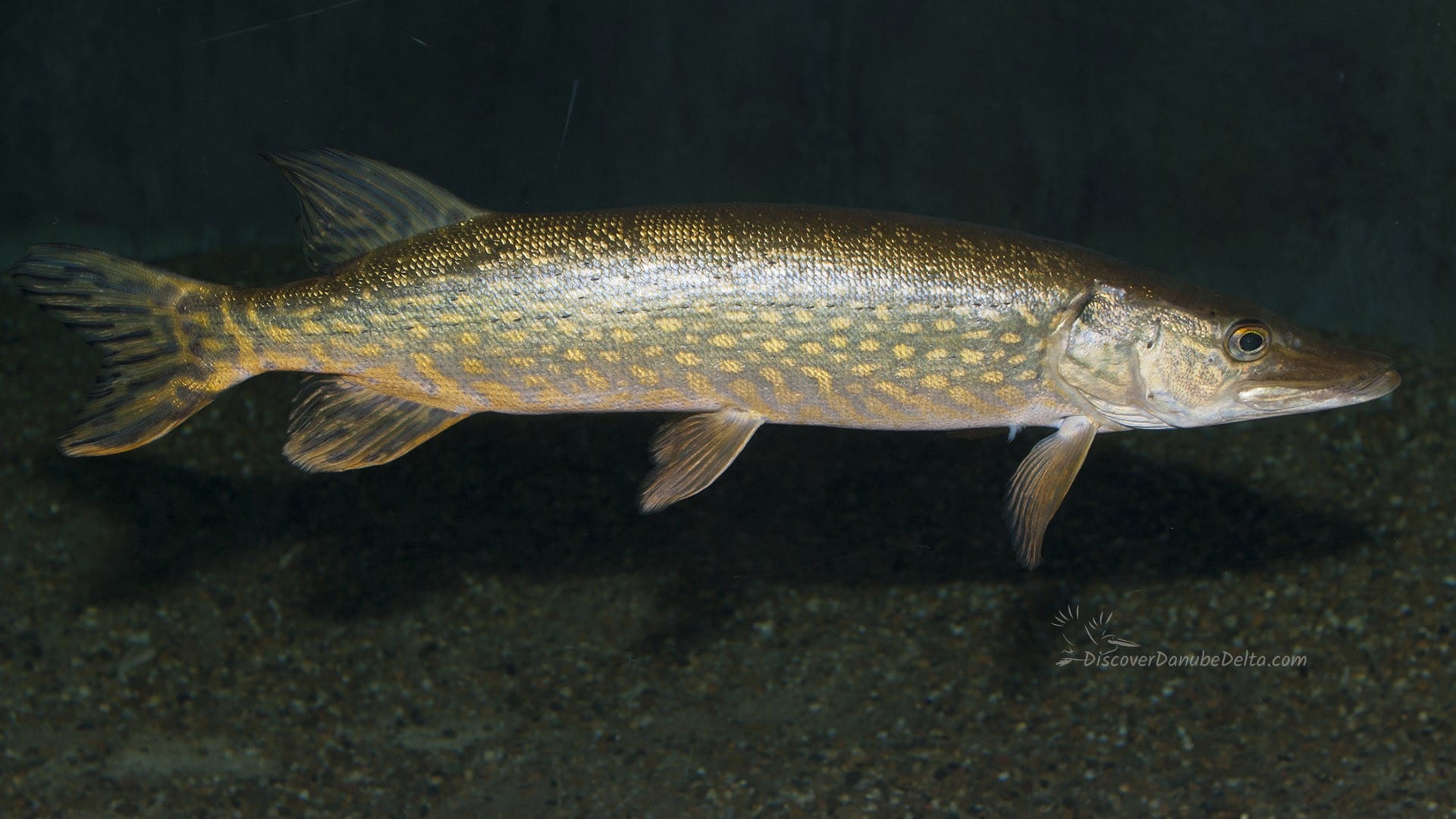 Fishes of the Danube Delta | Discover Danube Delta