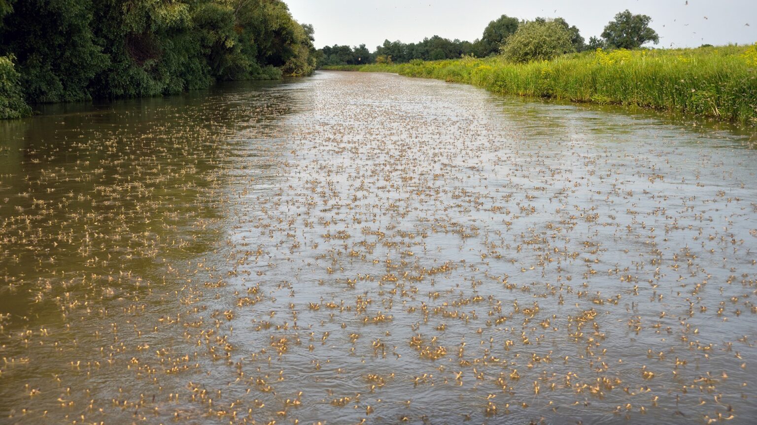 Insects of the Danube Delta | Discover Danube Delta