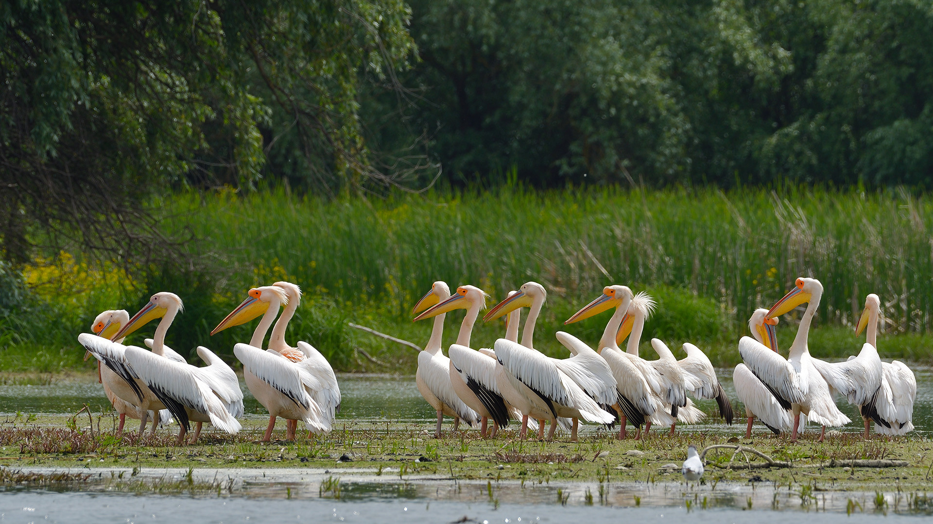 Birdwatching Tours | Discover Danube Delta