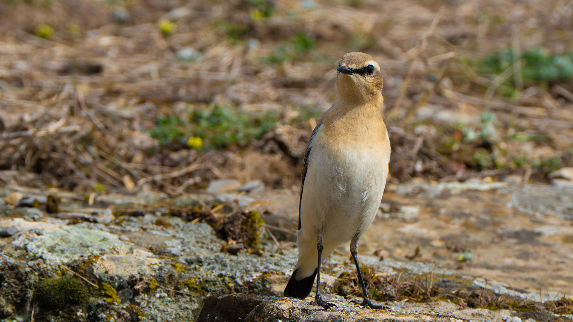 Isabelline Wheatear | Discover Danube Delta